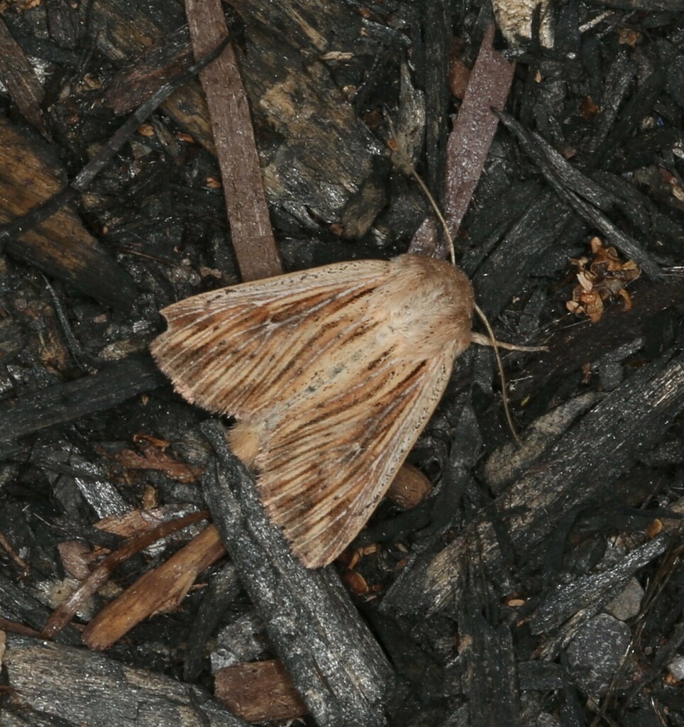 Heterodox Wainscot Moth from Mont-Joli, QC, Canada, 1101 rue Lussier on ...