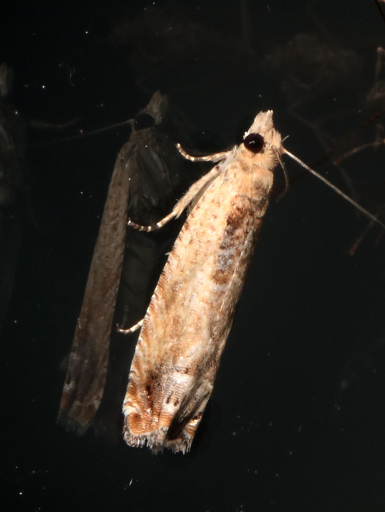 Cotton Tipworm Moth in August 2024 by juliegraham173 · iNaturalist