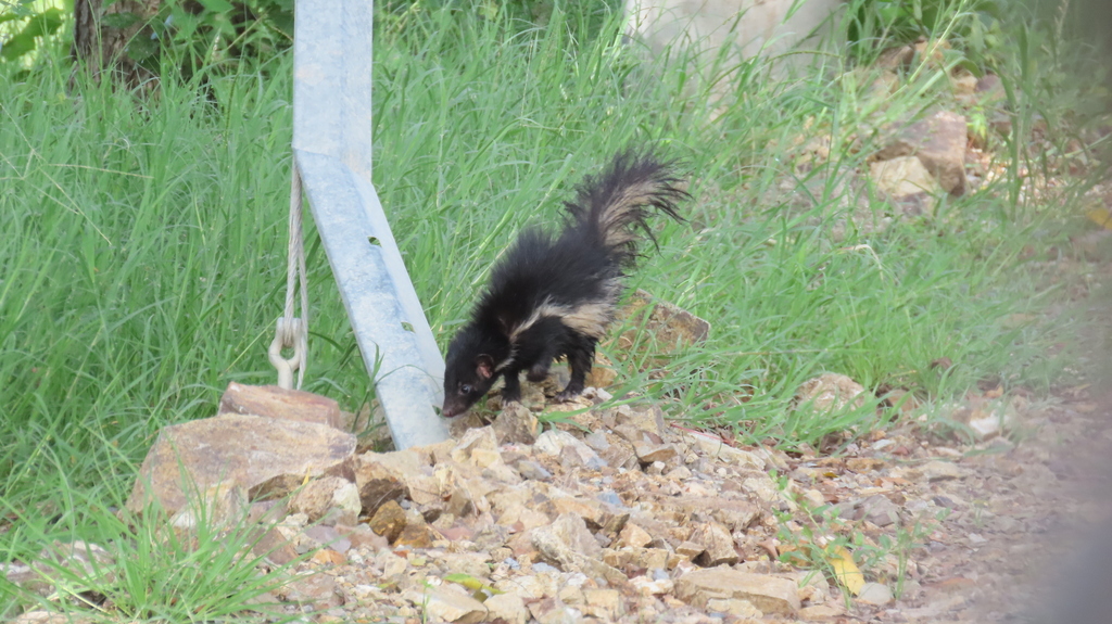Hooded Skunk from Choluteca, Honduras on September 7, 2024 at 08:47 AM ...