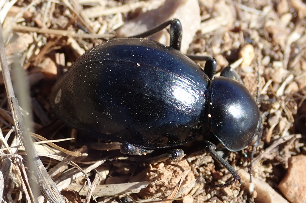 Toktok Beetles from Gouriqua, South Cape DC, South Africa on March 22 ...