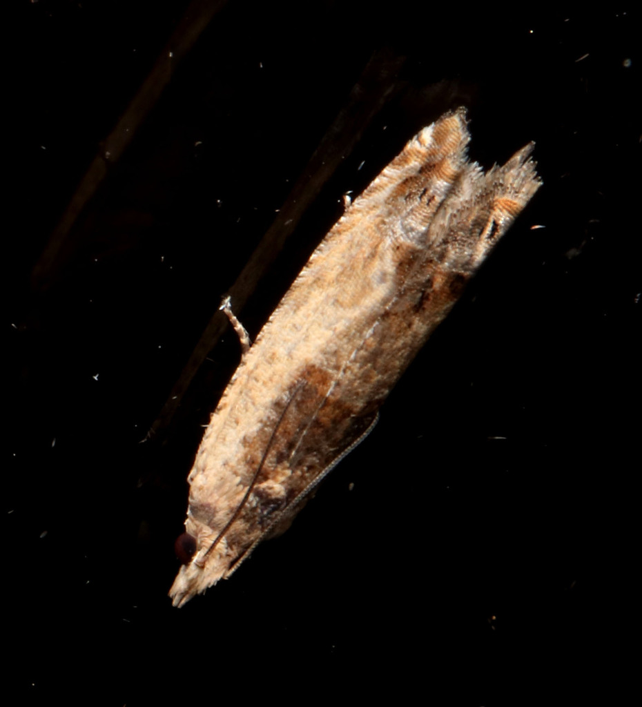 Cotton Tipworm Moth in August 2024 by juliegraham173 · iNaturalist