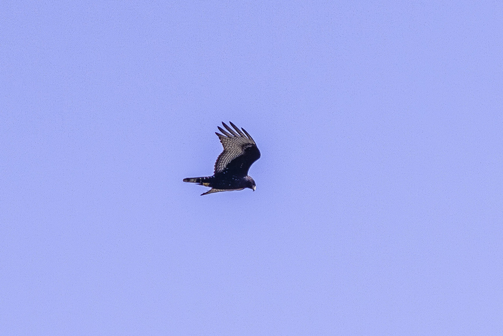 Zone-tailed Hawk from Ures, Son., México on September 1, 2024 at 09:26 ...