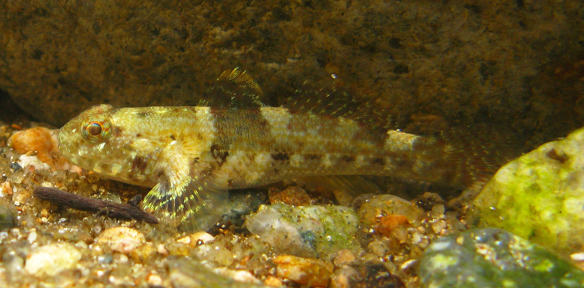 Bathygobius meggitti (Hora & Mukerji, 1936)