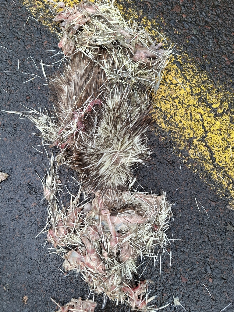 Stump-tailed Porcupine from Cuyuja, Ecuador on September 06, 2024 at 09 ...