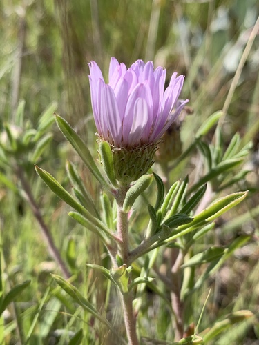 Texas Ground-Daisy (Townsendia texensis) · iNaturalist
