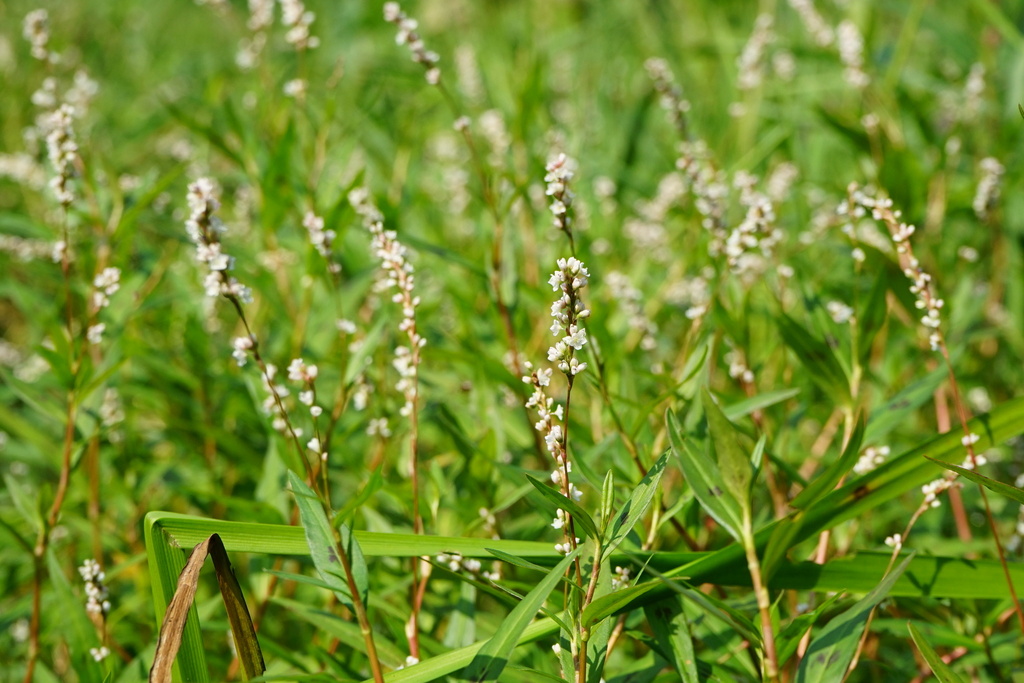 swamp smartweed in September 2024 by Shuqi Ouyang · iNaturalist