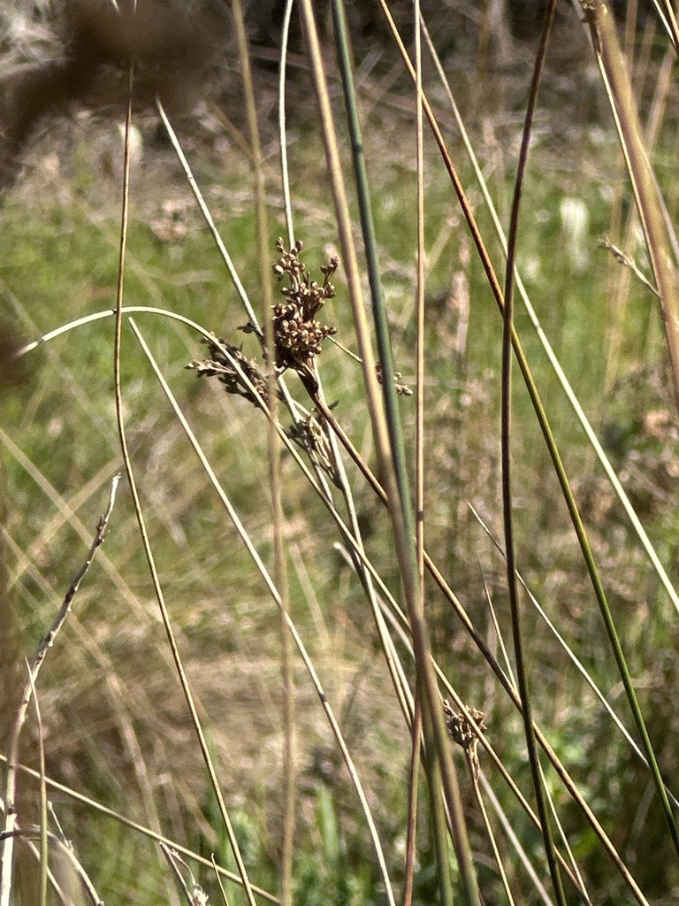 Broom Rush from Old Melbourne Rd, Traralgon, VIC, AU on September 10, 2024 at 09:44 AM by trode ...