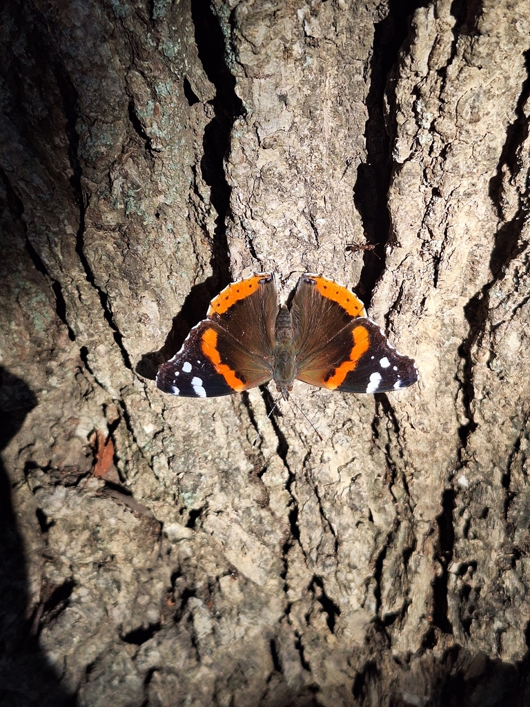 American Red Admiral from 010, Chubb Hall, Athens, OH 45701, USA on ...