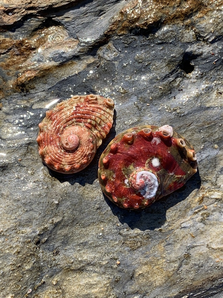 Brazier's ear shell from Tasman Sea, Bundagen, NSW, AU on September 10 ...