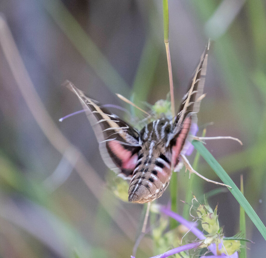 White-lined Sphinx from Santa Cruz County, AZ, USA on August 31, 2024 ...