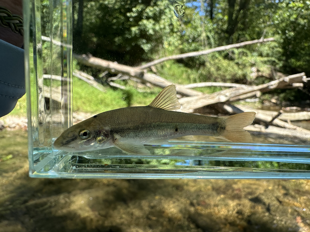 Longnose Dace from Marriottsville, MD 21104, USA on September 8, 2024 ...