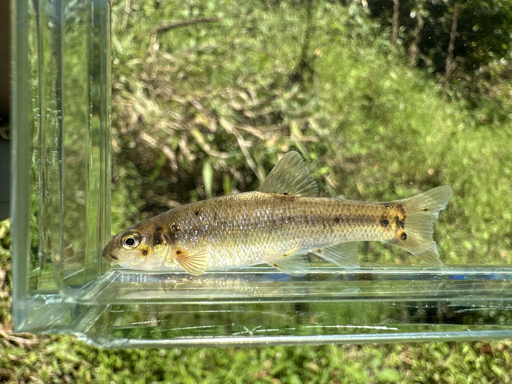 Cutlip Minnow from Marriottsville, MD 21104, USA on September 8, 2024 ...