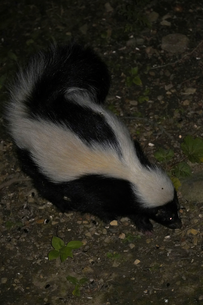 Striped Skunk from Wind Gap, PA 18091, USA on September 9, 2024 at 09: ...