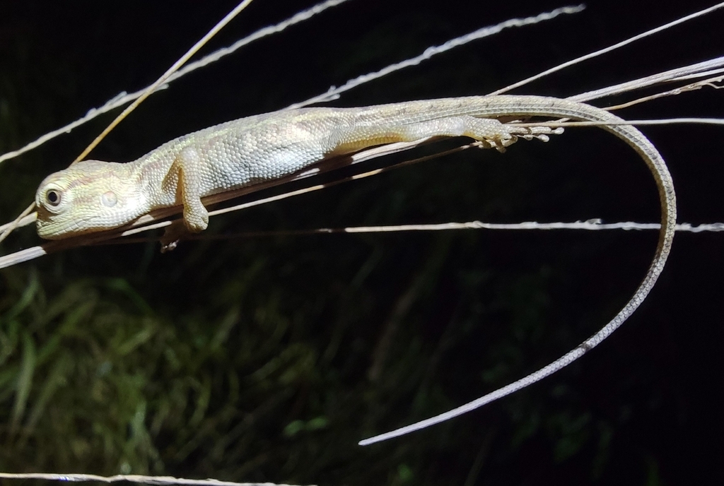 Calotes wangi wangi from Shenzhen, CN-GD, CN on September 9, 2024 at 09 ...