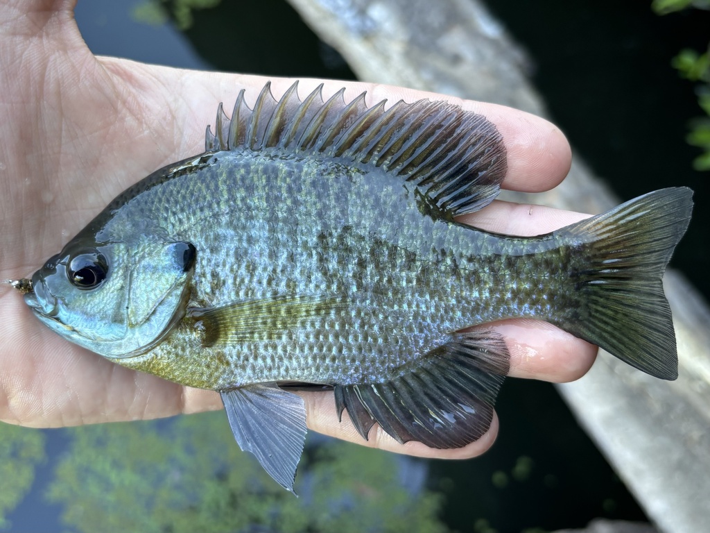 Bluegill (Lepomis macrochirus) - Marine Life Identification
