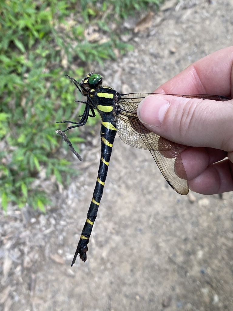 Jumbo Dragonfly from Honshu, Kyoto, Kyoto, JP on September 10, 2024 at ...