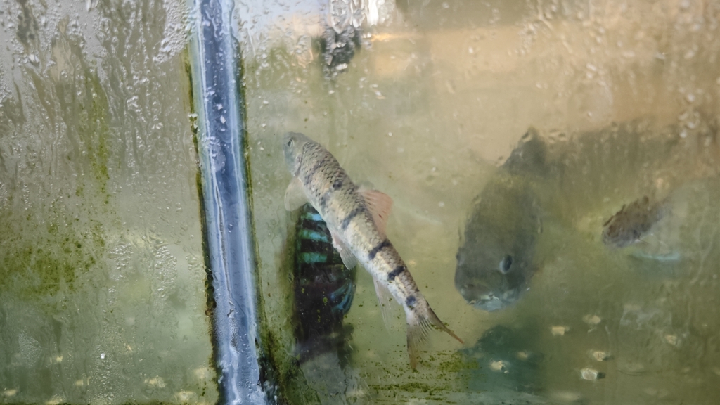 Acrossocheilus from Zhoushan, CN-ZJ, CN on September 9, 2024 at 05:11 ...