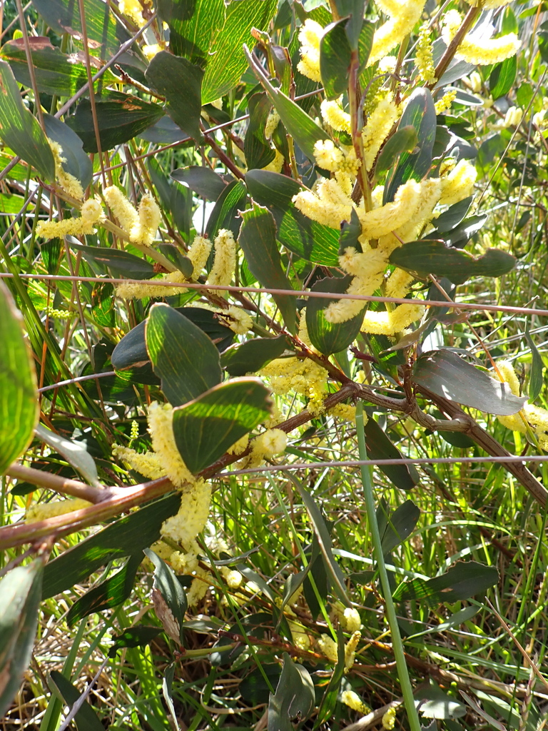 coastal wattle from Foxton Beach, New Zealand on September 10, 2024 at ...