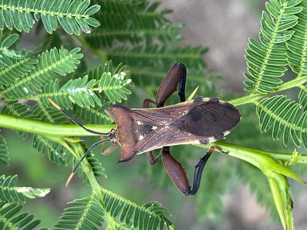 Pale-tipped Mozena from Cihuatlán, Jal., MX on September 8, 2024 at 06: ...
