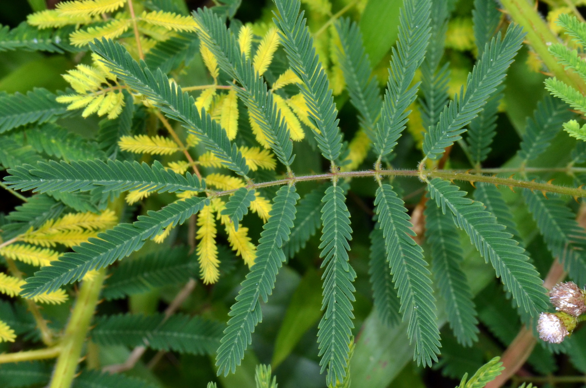 Mimosa diplotricha var. diplotricha