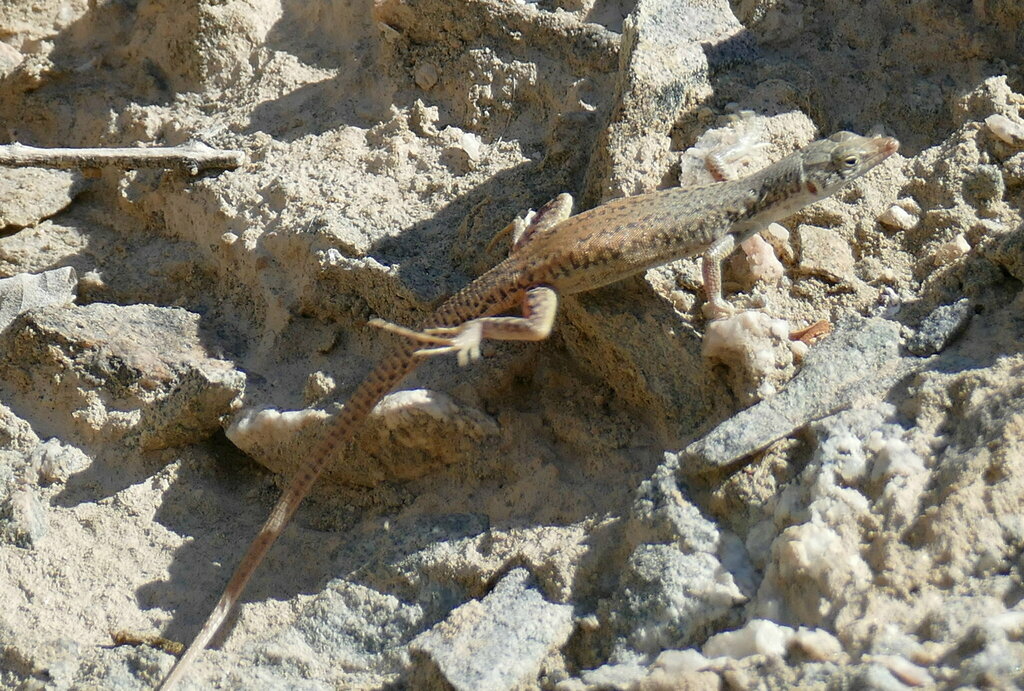 Husaben Sand Lizard from Khan mine, Erongo, Namibia on June 13, 2021 at ...