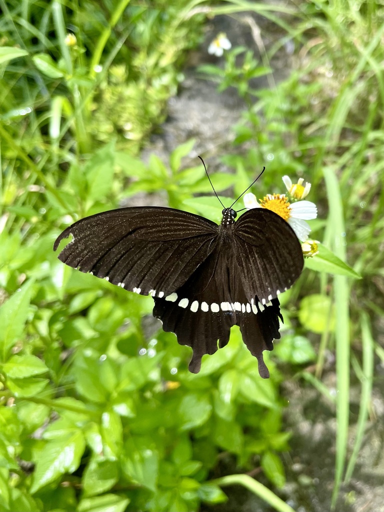 Common Mormon Swallowtail from Kerama-shoto National Park, Zamami ...