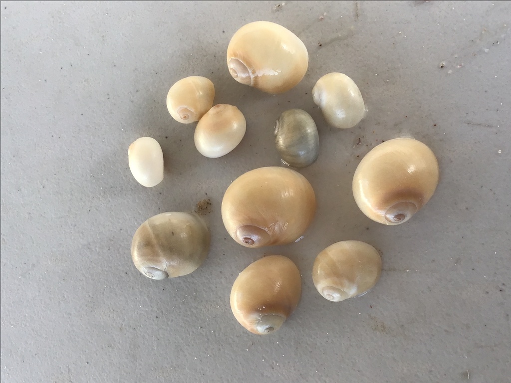 Bladder Moon Snail from Bennetts Beach, Hawks Nest, NSW, AU on ...