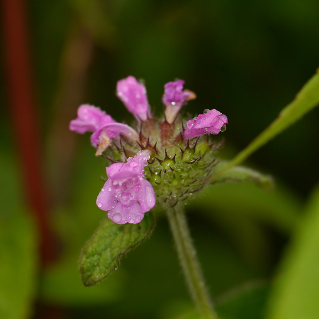 Wild Basil from Oxfordshire, UK on July 3, 2021 at 08:42 AM by Paul ...