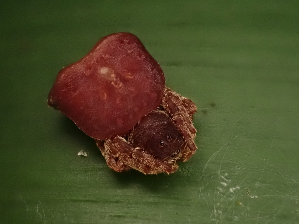 Triangular Spiders in September 2024 by Michelle Colpus · iNaturalist