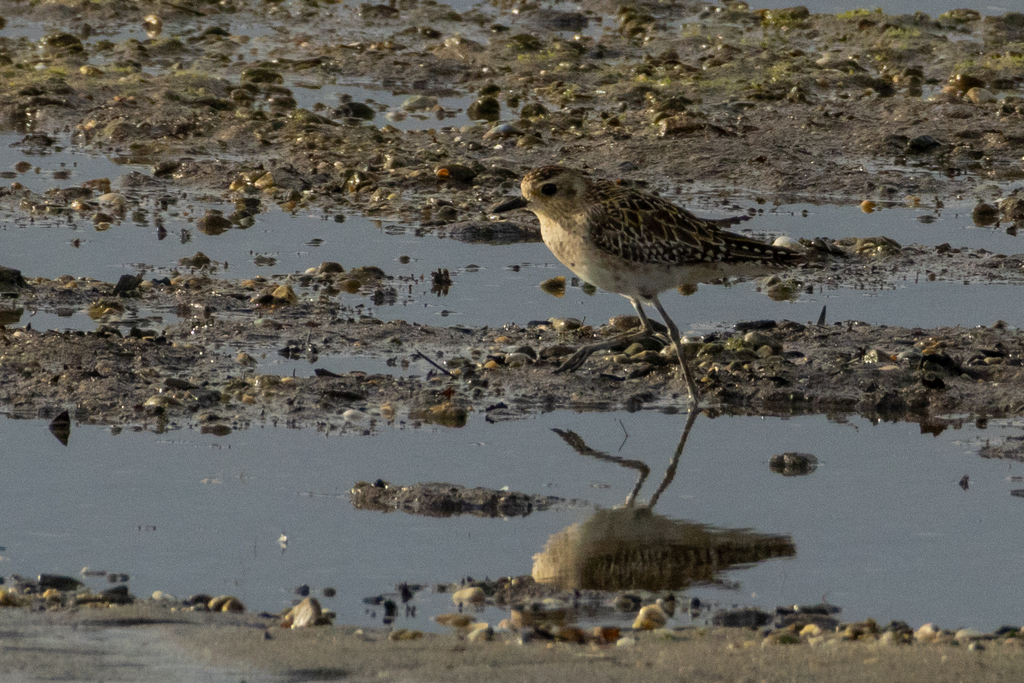 Pacific Golden Plover from Machans Beach QLD, Australia on September 10 ...