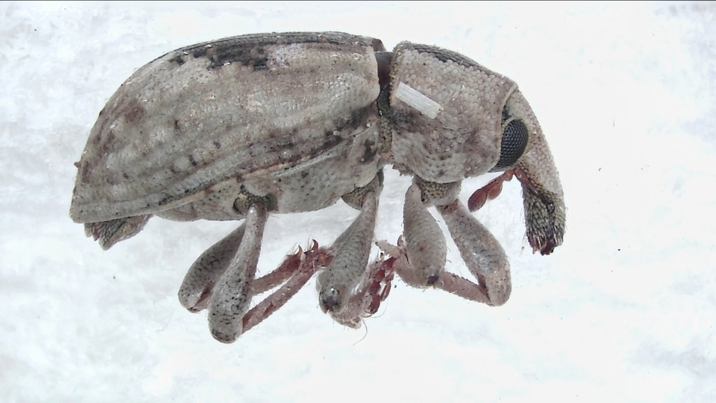 Rice Water Weevil in July 2024 by formicidae001. 2675 · iNaturalist