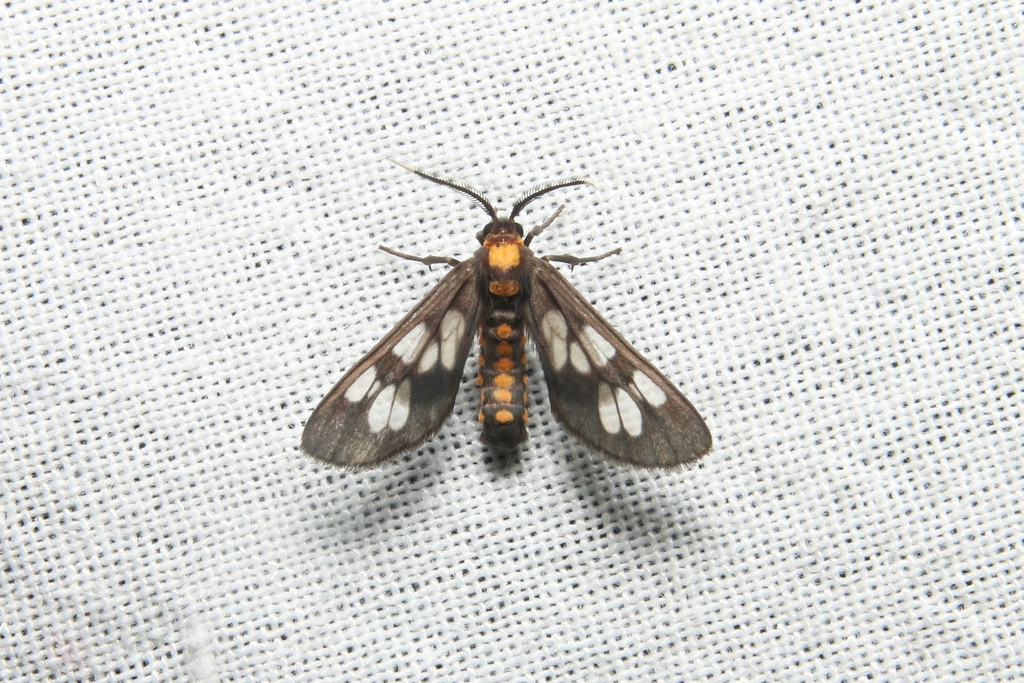 Eressa confinis from Ban Klang, San Pa Tong District, Chiang Mai 50120 ...