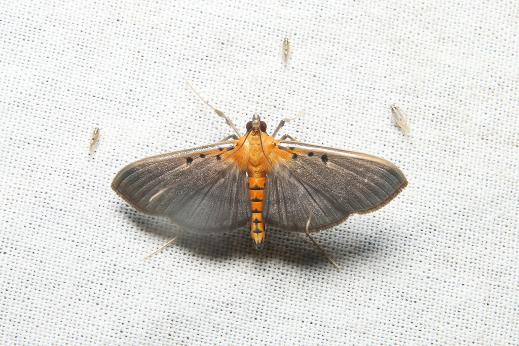 Filodes fulvidorsalis from Ban Klang, San Pa Tong District, Chiang Mai ...