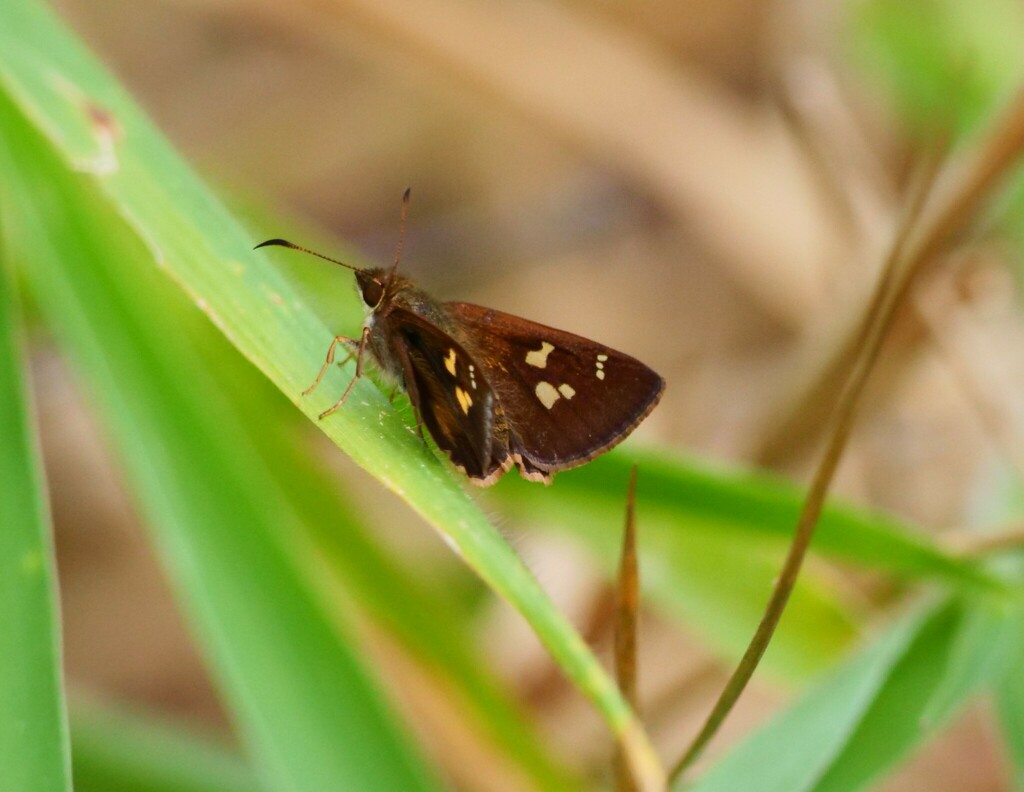 White-brand Grass-skipper from Bauple Forest QLD 4650, Australia on ...