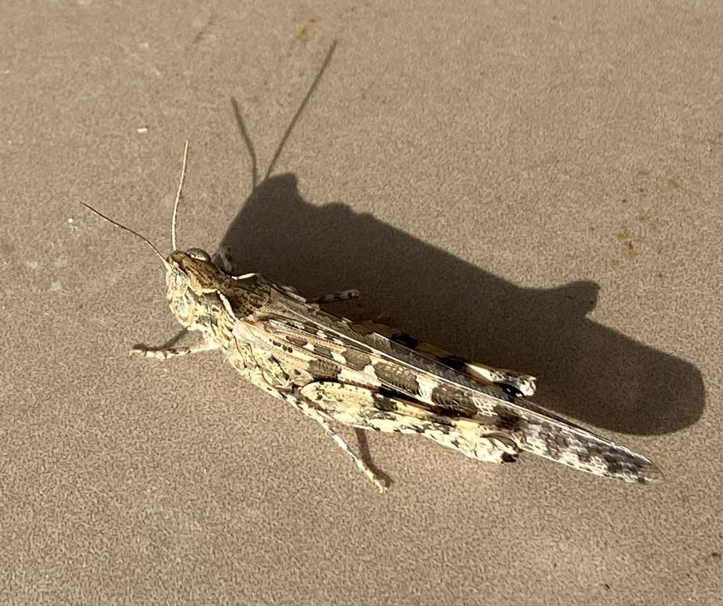 Australian Plague Locust from Kennedia St, Whittlesea, VIC, AU on ...