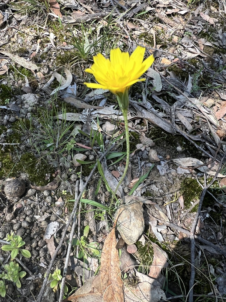 Murnong in September 2024 by Warren Tomlinson · iNaturalist