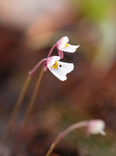 Utricularia christopheri · iNaturalist