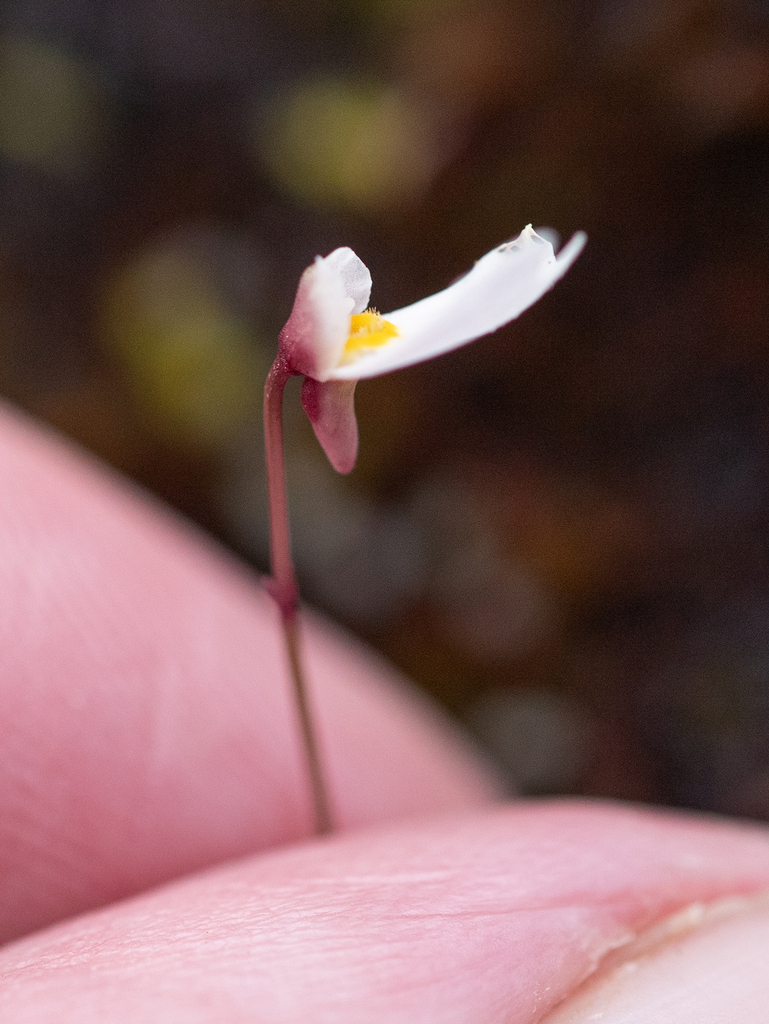 (Utricularia christopheri) - Botanical Realm