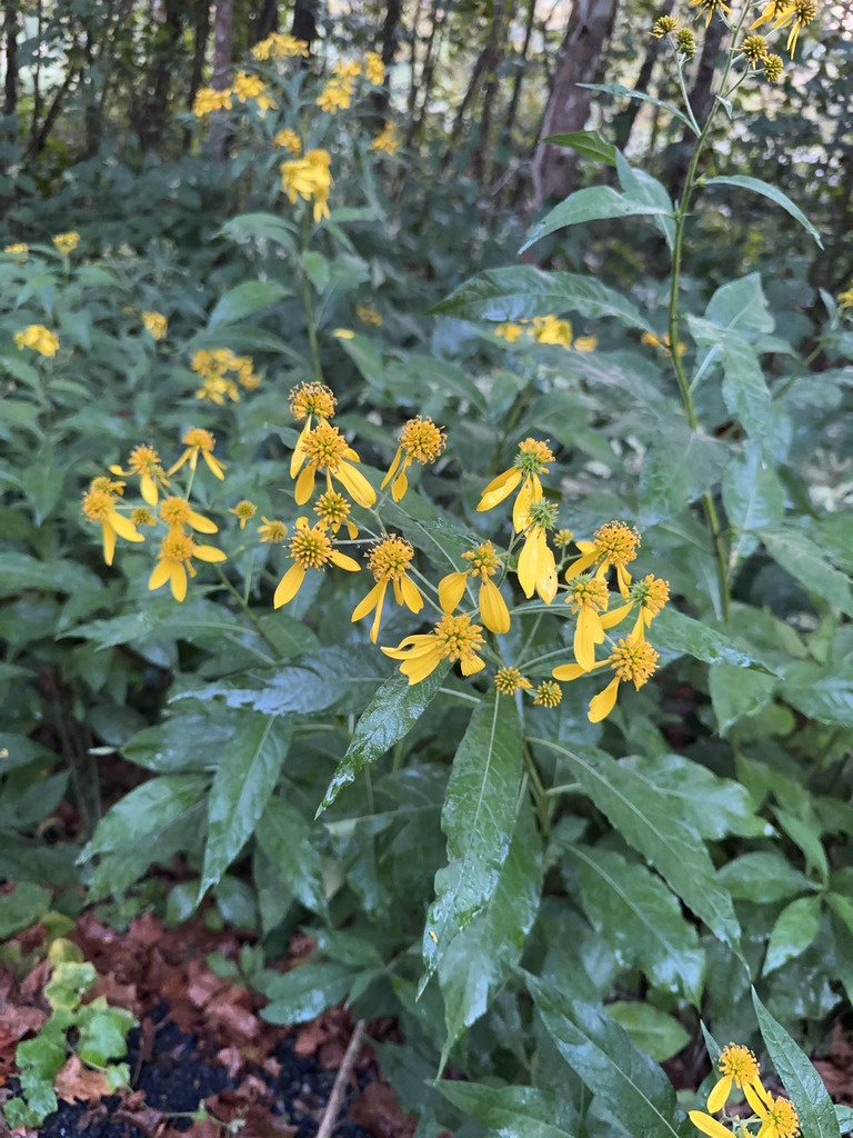 Wingstem from Stroudsburg on September 10, 2024 at 06:44 AM by Brittney ...