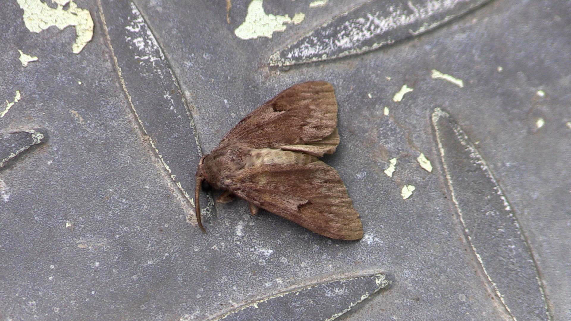 Lymantria dissoluta Swinhoe, 1903