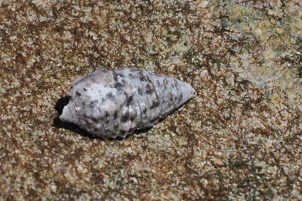 Clypeomorus petrosa from Green Island, QLD 4871, Australia on August 14 ...