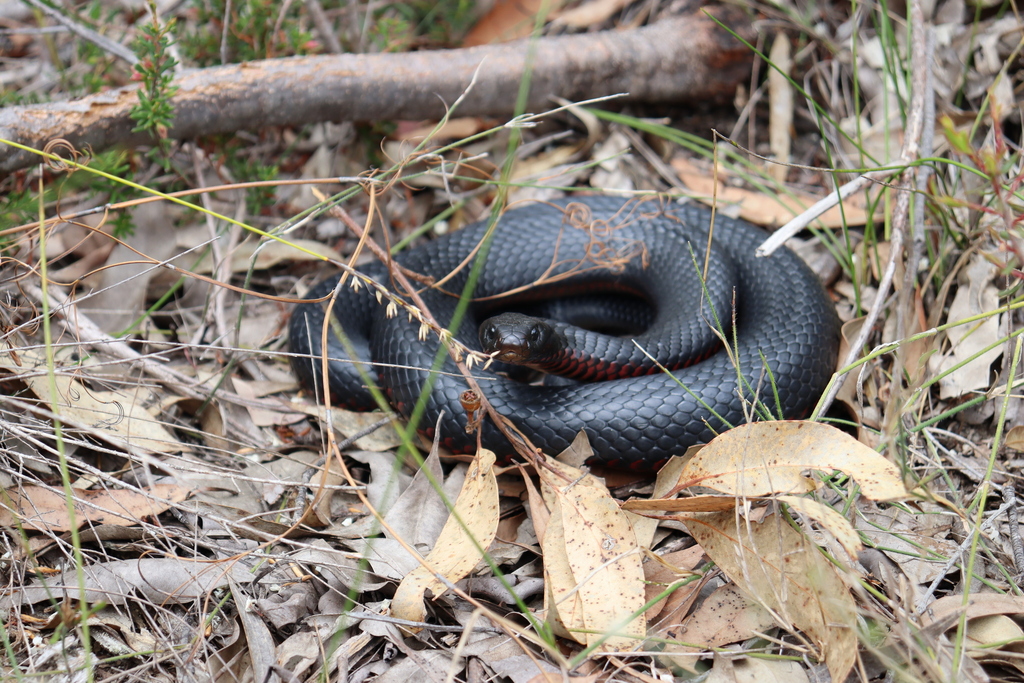 Red-bellied Black Snake from Heathcote NSW 2233, Australia on September ...