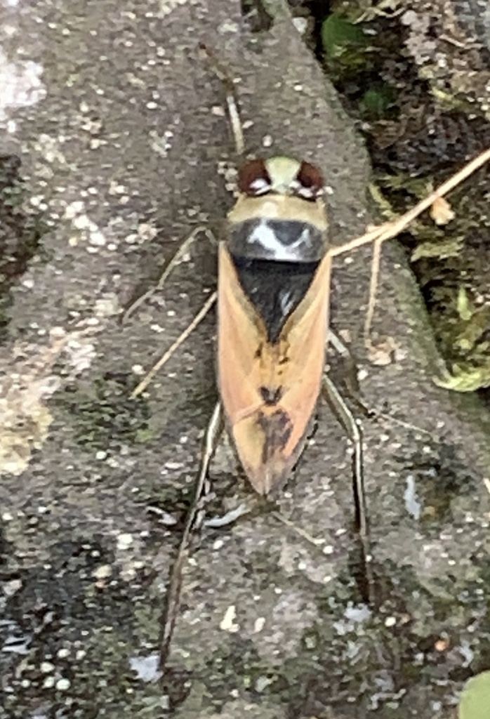 Eurasian Greater Water Boatman from Louis Bouwmeesterstraat, Hengelo ...