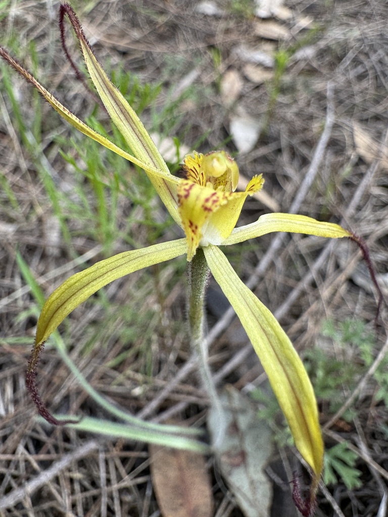 Caladenia luteola in September 2024 by Tara Rose Littlefield · iNaturalist