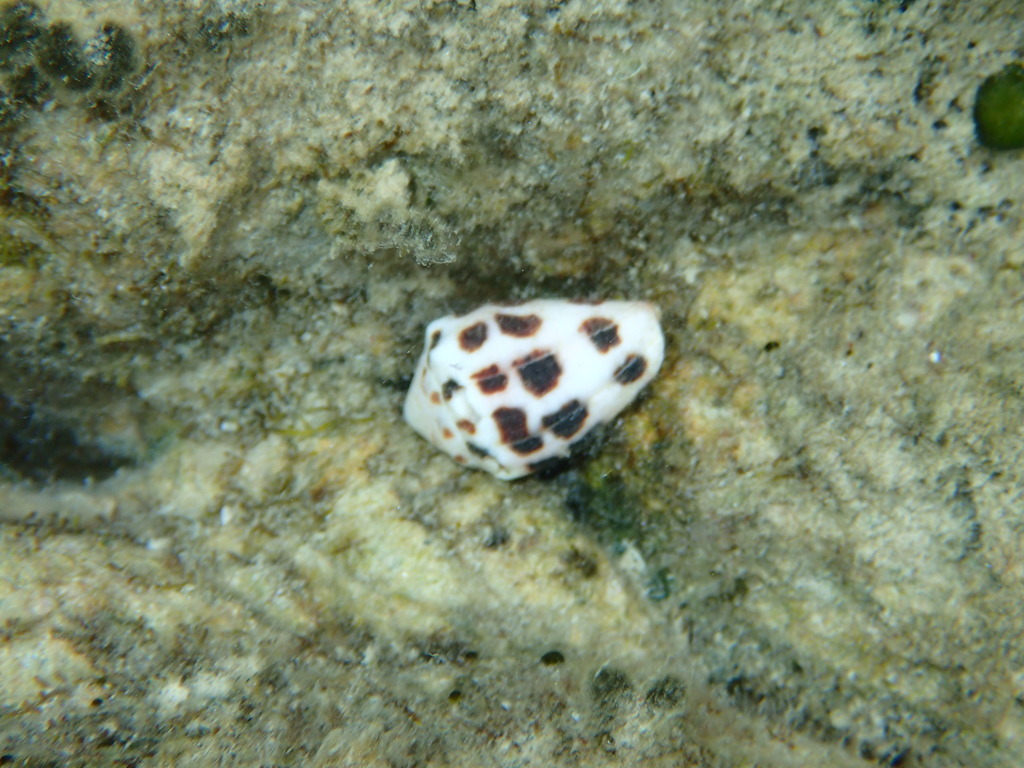 Black-and-white Cone Snail from Asa, Zamami, Shimajiri District ...