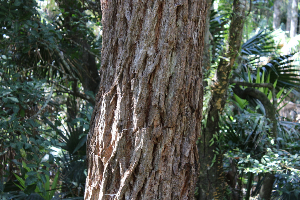 Swamp Mahogany from Celito Boardwalk Sandbar NSW 2428, Australia on ...
