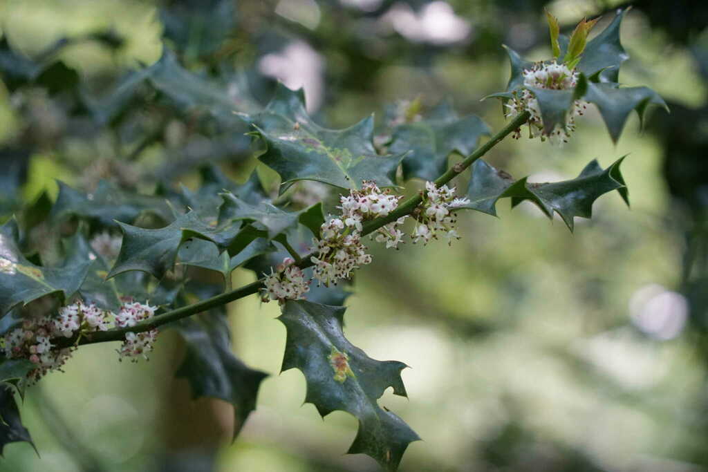 European holly from Leicestershire, UK on May 12, 2024 at 11:39 AM by ...