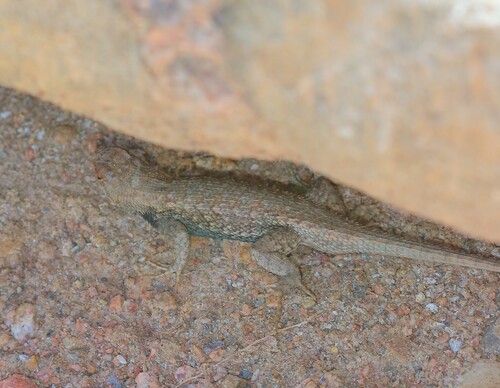 Prairie Lizard (Sceloporus consobrinus) - Snakes and Lizards