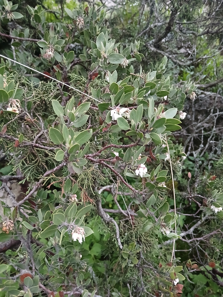 pointleaf manzanita from Mineral del Chico, Hgo., México on August 20 ...