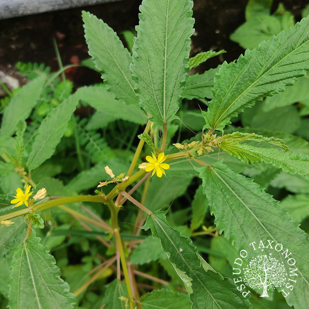 Wild Jute from Jaipur, Rajasthan, India on September 10, 2024 at 07:28 ...